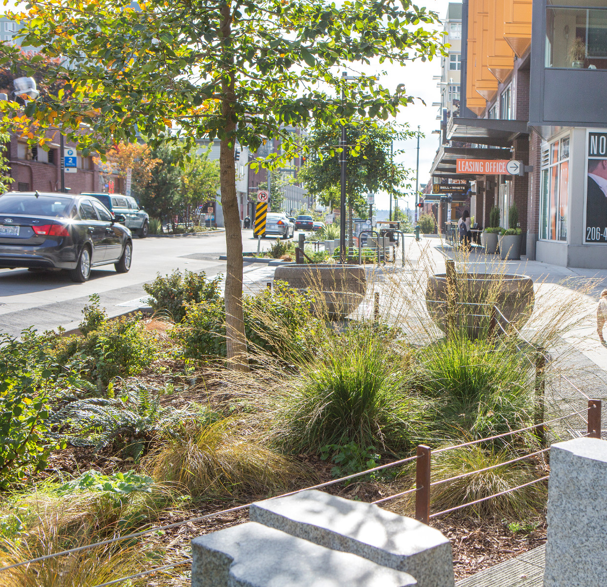 Urban Tree Design in the Face of Climate Change